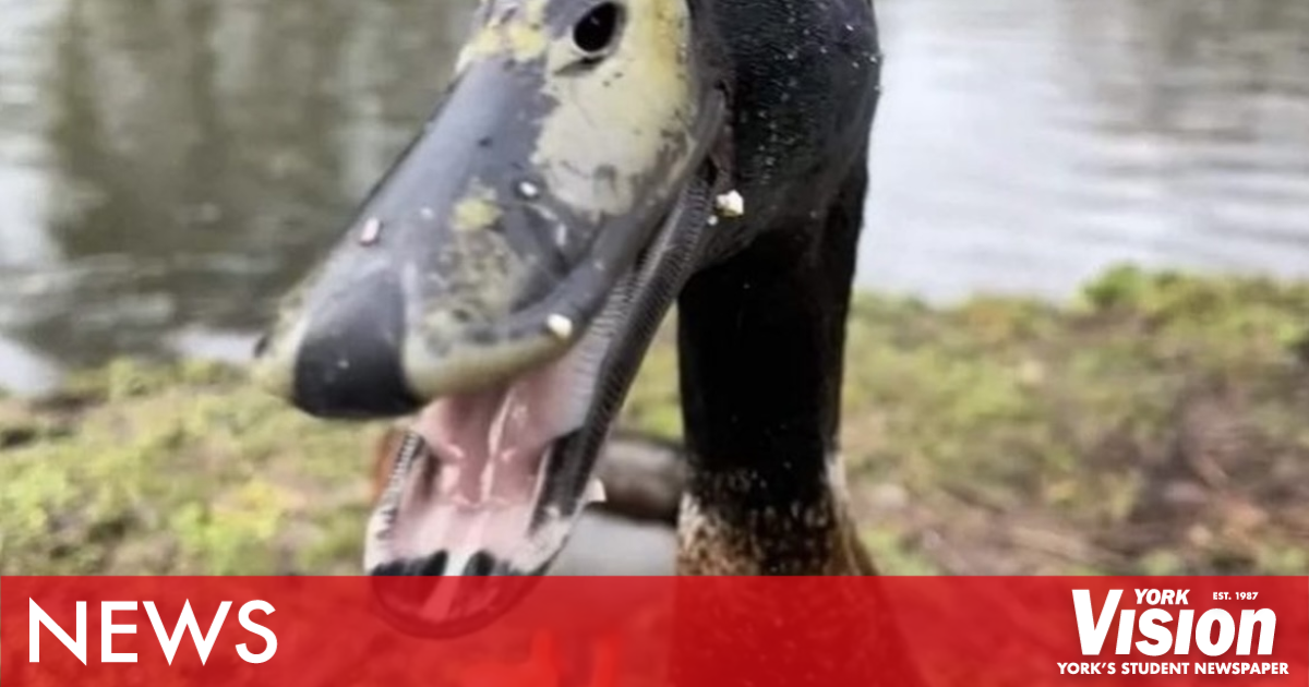 "I Refuse To Believe It": The World Reacts to Missing Duck | York Vision