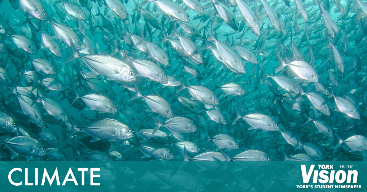 To Fish or Not to Fish | York Vision