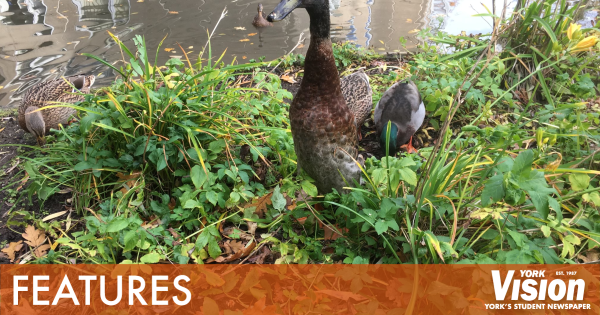 What the duck have UOY students funded? | York Vision