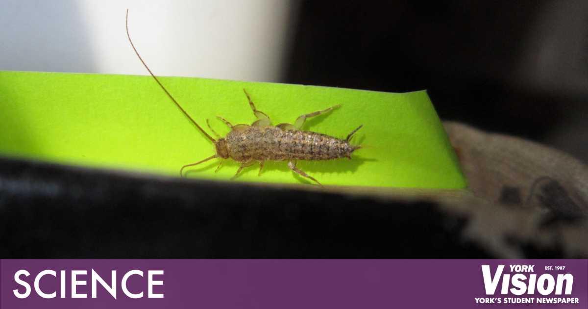 The Silver Lining of Silverfish | York Vision