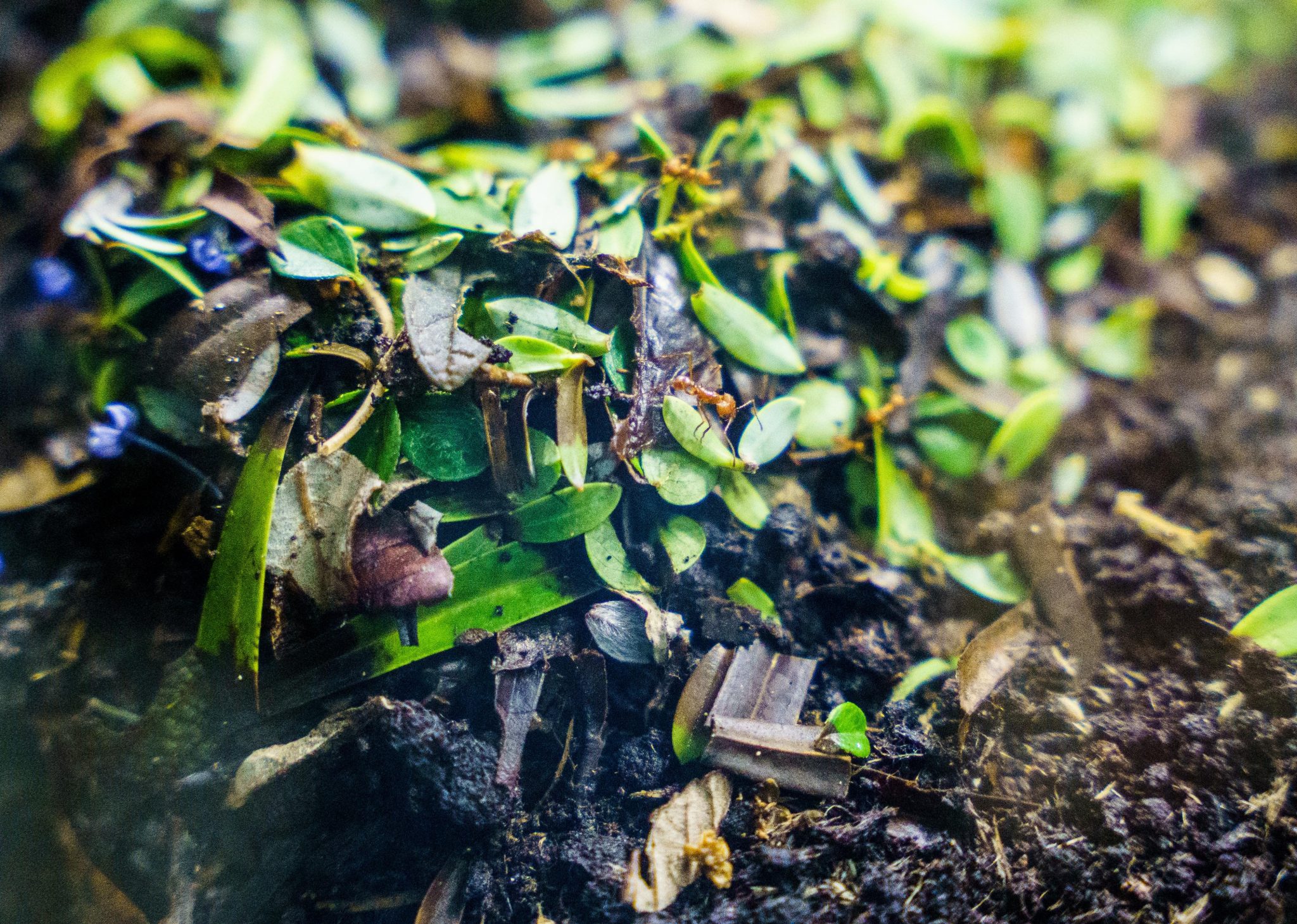 Ant-icipation Rises at Sea Life Scarborough for Super Powered Insects ...