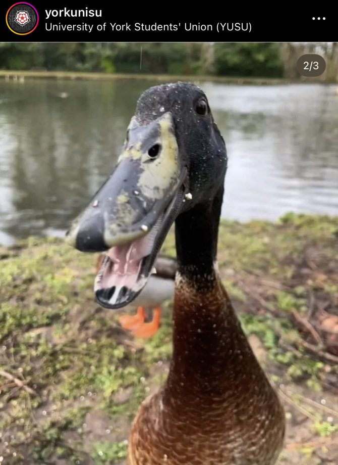 "I Refuse To Believe It": The World Reacts to Missing Duck | York Vision